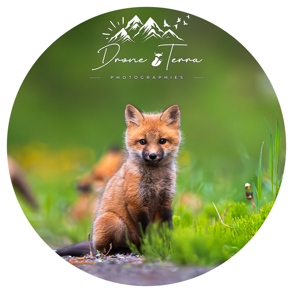 Baby Fox - Drone Terra - Coaster – Chic Placard